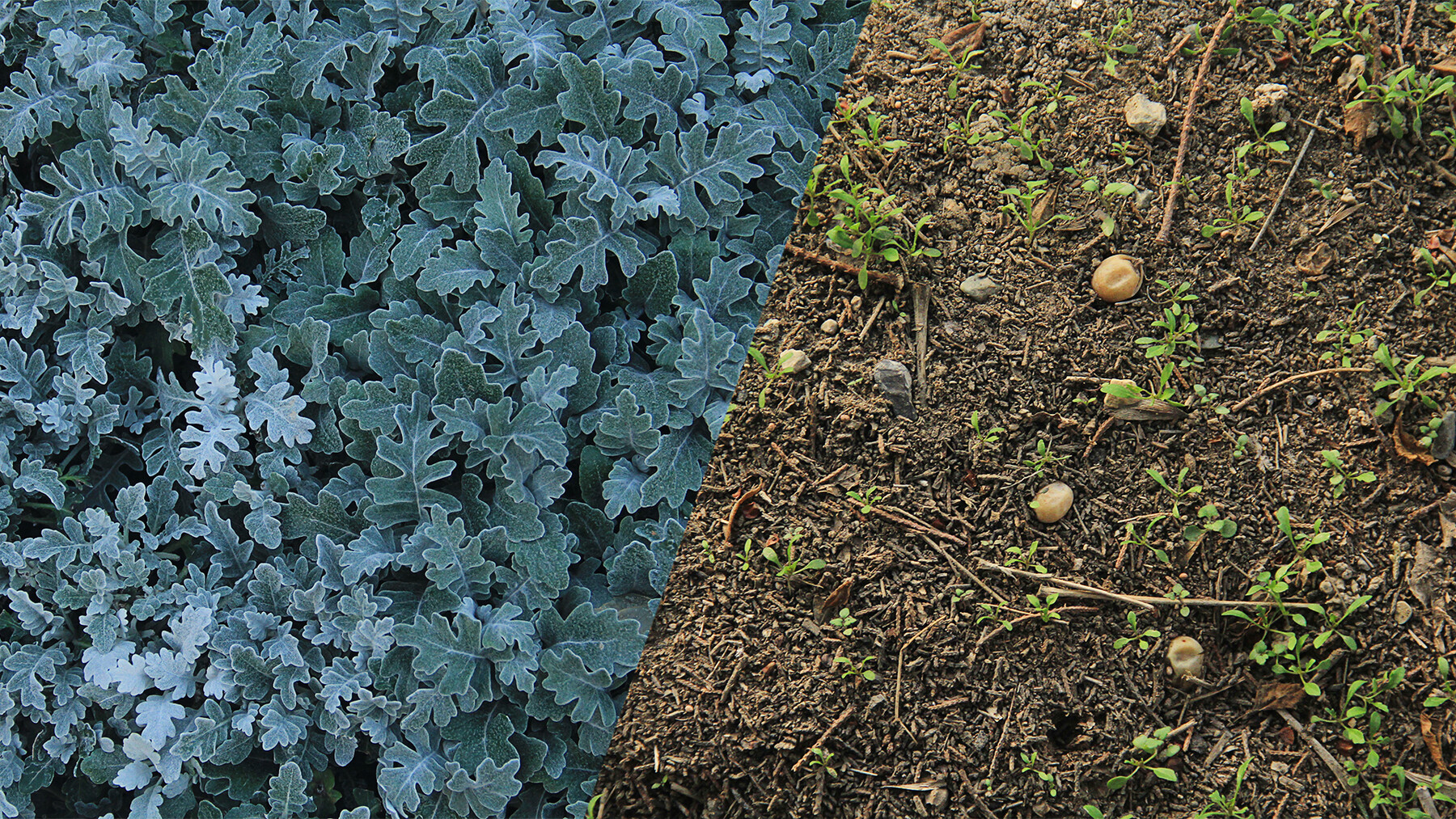 ArtStation - 430+ Plant Texture Reference Pack | Resources