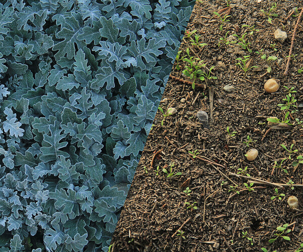 ArtStation - 430+ Plant Texture Reference Pack | Resources