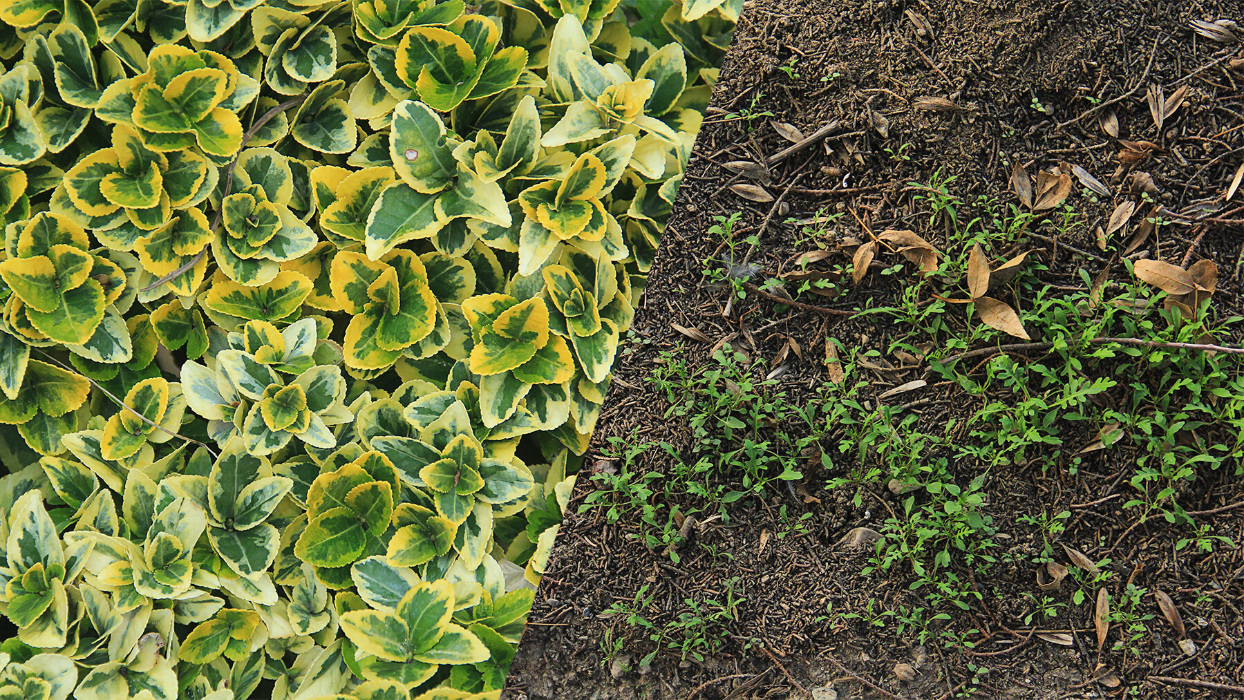 ArtStation - 430+ Plant Texture Reference Pack | Resources