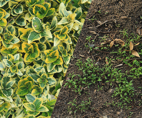 ArtStation - 430+ Plant Texture Reference Pack | Resources