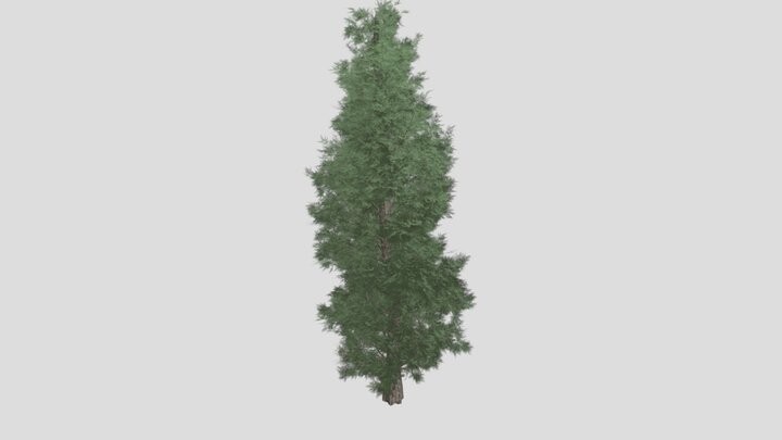 ArtStation - Eastern Red Cedar #03 (FBX) - High Poly Tree (3D Model ...