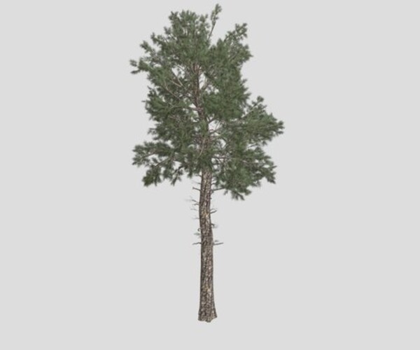 ArtStation - Loblolly Pine #01 (FBX) - High Poly Tree (3D Model ...