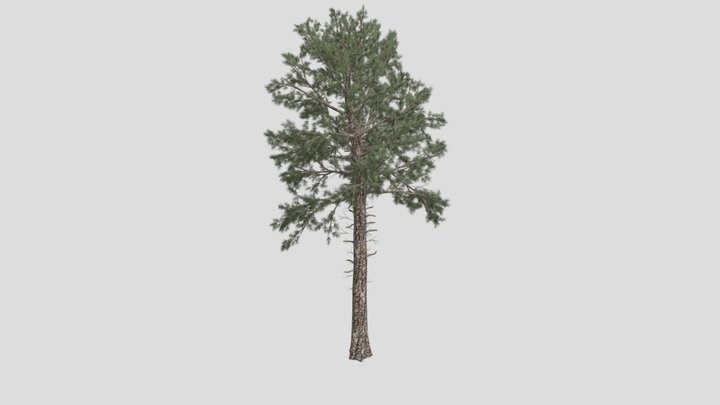 ArtStation - Loblolly Pine #07 (FBX) - High Poly Tree (3D Model ...