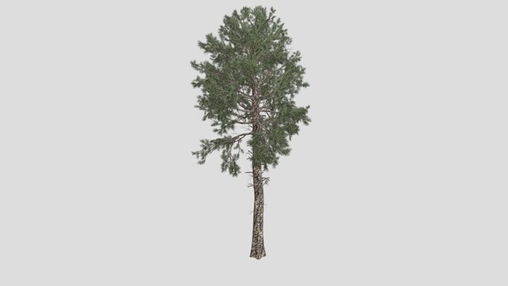 ArtStation - Loblolly Pine #09 (FBX) - High Poly Tree (3D Model ...