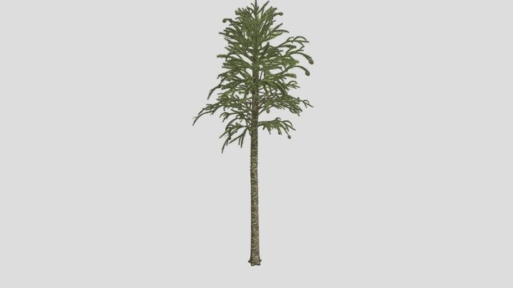 ArtStation - Monkey Puzzle #02 (FBX) - High Poly Tree (3D Model ...
