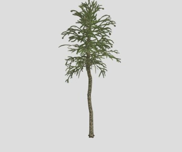 ArtStation - Monkey Puzzle #04 (FBX) - High Poly Tree (3D Model ...