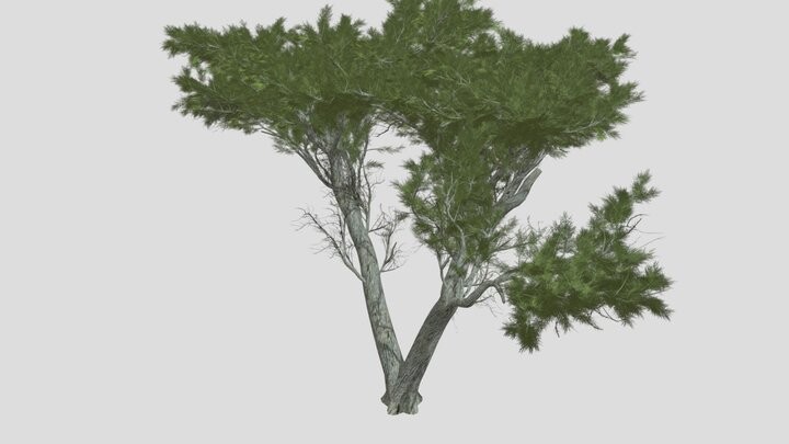ArtStation - Monterey Cypress #01 (FBX) - High Poly Tree (3D Model ...
