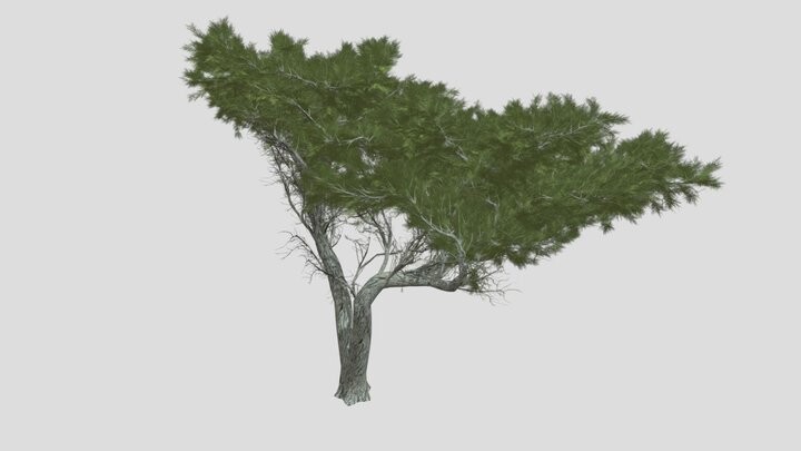 ArtStation - Monterey Cypress #04 (FBX) - High Poly Tree (3D Model ...