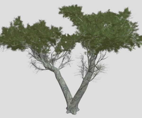 ArtStation - Monterey Cypress #05 (FBX) - High Poly Tree (3D Model ...