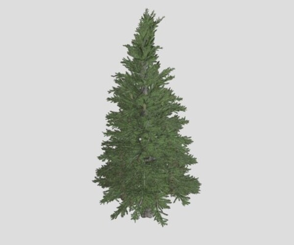 ArtStation - Norway Spruce #01 (FBX) - High Poly Tree (3D Model ...