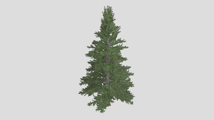 ArtStation - Norway Spruce #02 (FBX) - High Poly Tree (3D Model ...
