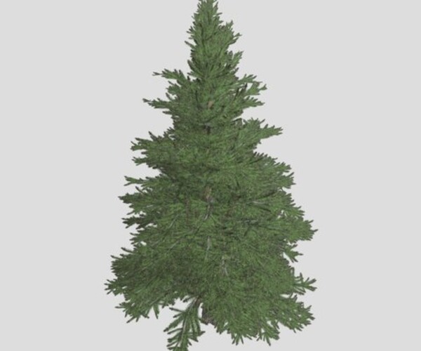 ArtStation - Norway Spruce #03 (FBX) - High Poly Tree (3D Model ...