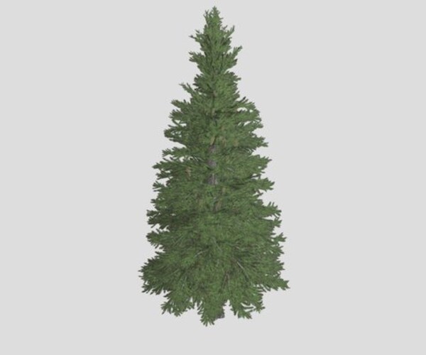 ArtStation - Norway Spruce #05 (FBX) - High Poly Tree (3D Model ...