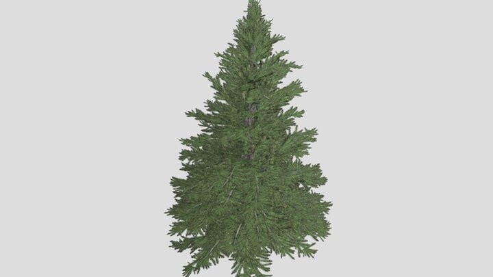 ArtStation - Norway Spruce #08 (FBX) - High Poly Tree (3D Model ...