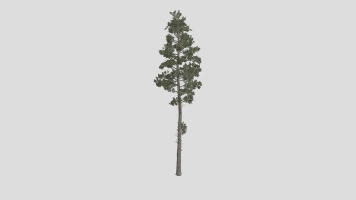ArtStation - Scots Pine #02 (FBX) - High Poly Tree (3D Model) | Resources