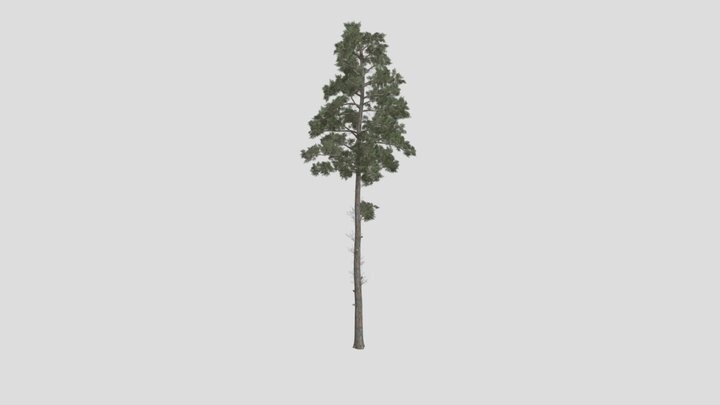 ArtStation - Scots Pine #04 (FBX) - High Poly Tree (3D Model) | Resources