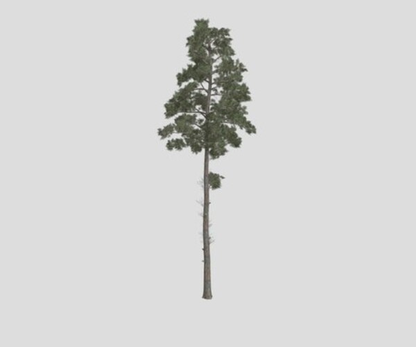 ArtStation - Scots Pine #04 (FBX) - High Poly Tree (3D Model) | Resources