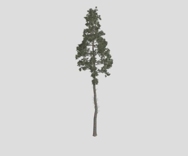 ArtStation - Scots Pine #07 (FBX) - High Poly Tree (3D Model) | Resources