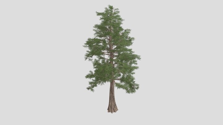 ArtStation - Western Red Cedar #01 (FBX) - High Poly Tree (3D Model ...
