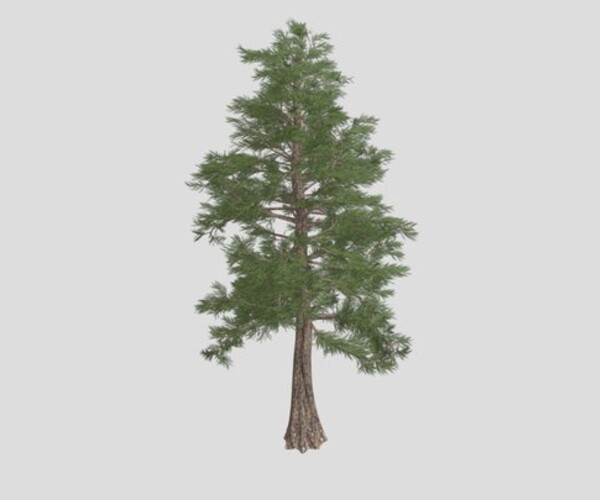 ArtStation - Western Red Cedar #01 (FBX) - High Poly Tree (3D Model ...