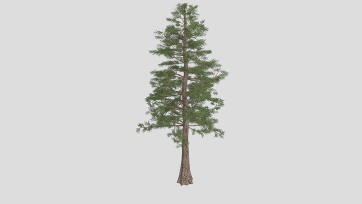 ArtStation - Western Red Cedar #05 (FBX) - High Poly Tree (3D Model ...