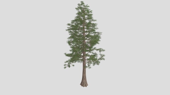 ArtStation - Western Red Cedar #09 (FBX) - High Poly Tree (3D Model ...