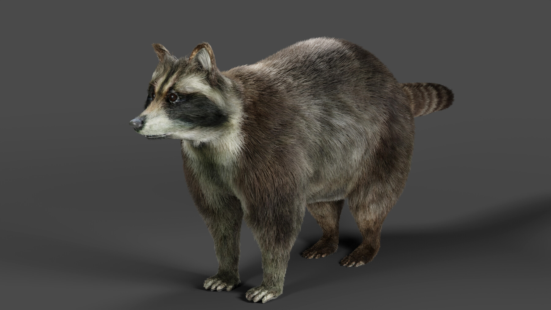 ArtStation - Fur Raccoon Rigged & Animation in Blender | Game Assets