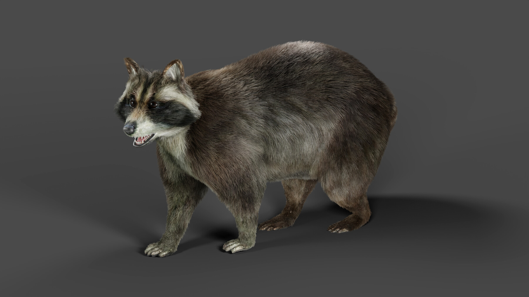ArtStation - Fur Raccoon Rigged & Animation in Blender | Game Assets