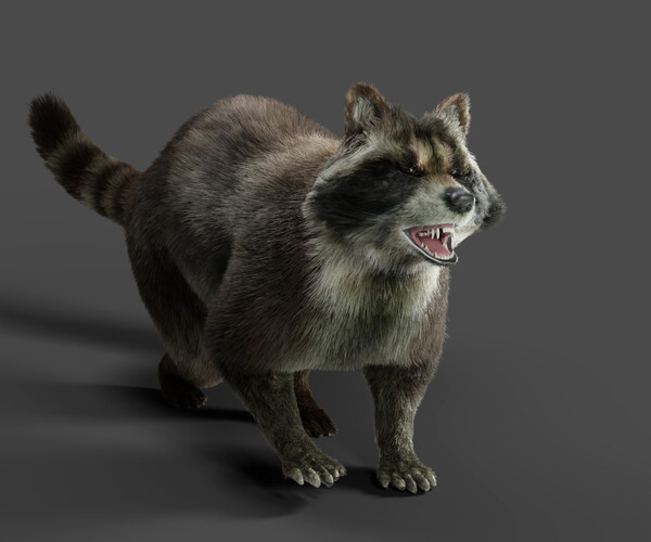 ArtStation - Fur Raccoon Rigged & Animation in Blender | Game Assets
