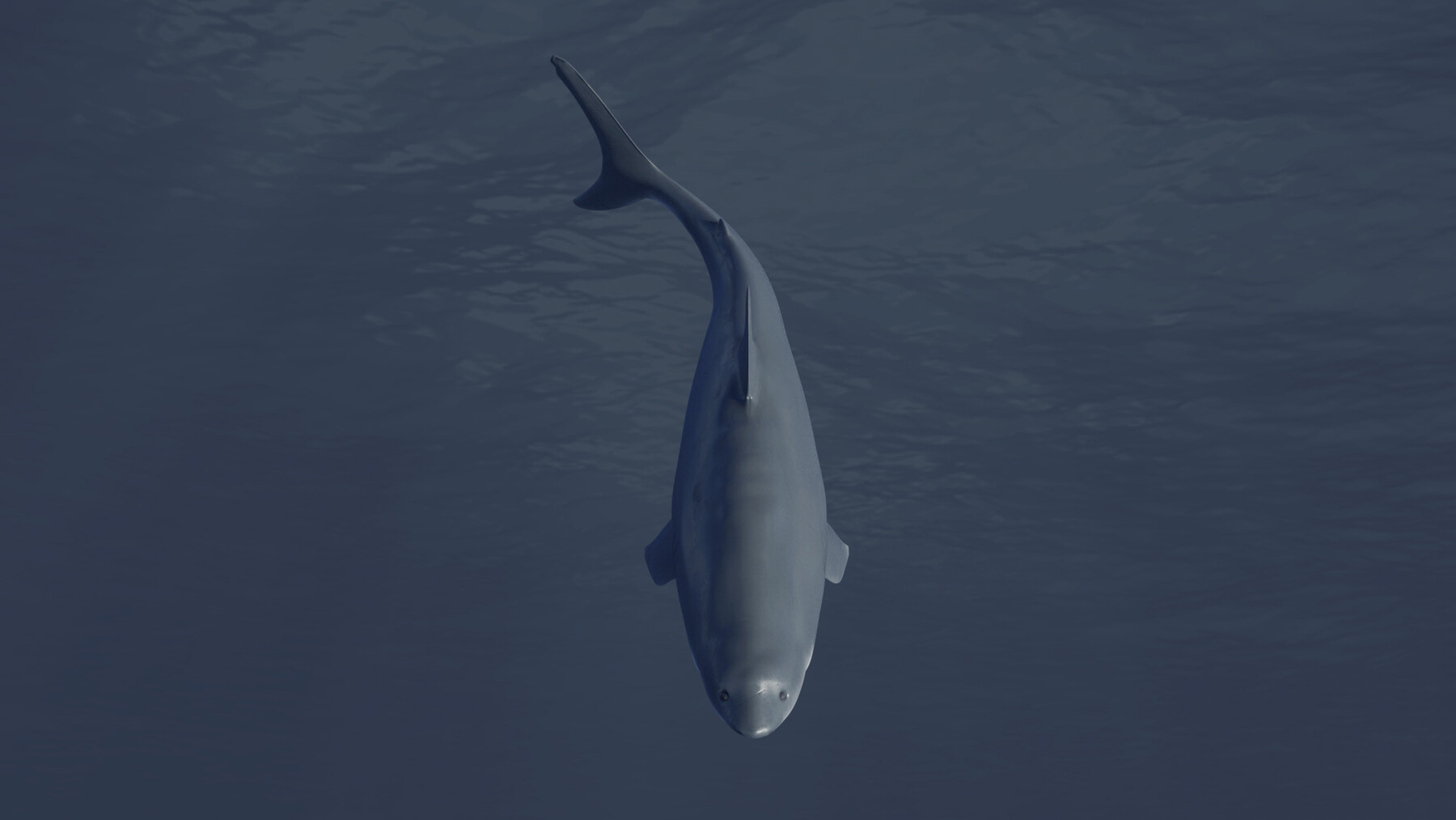 ArtStation - Shark Rigged and Animation in Blender | Game Assets