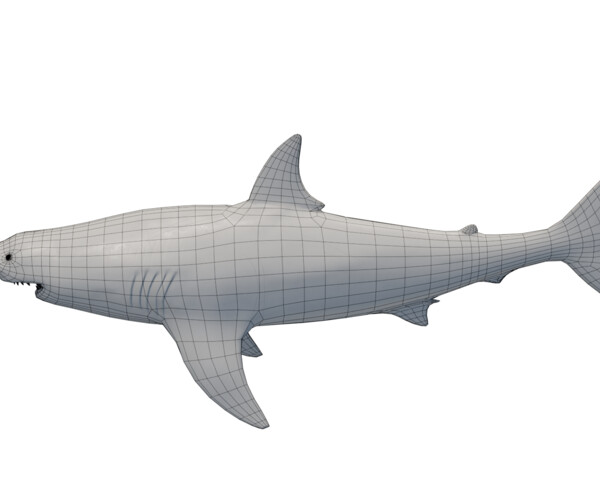 ArtStation - Shark Rigged and Animation in Blender | Game Assets