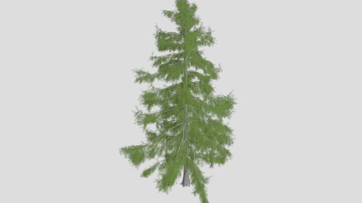 ArtStation - Alaska Cedar #01 (FBX) - High Poly Tree (3D Model) | Game ...