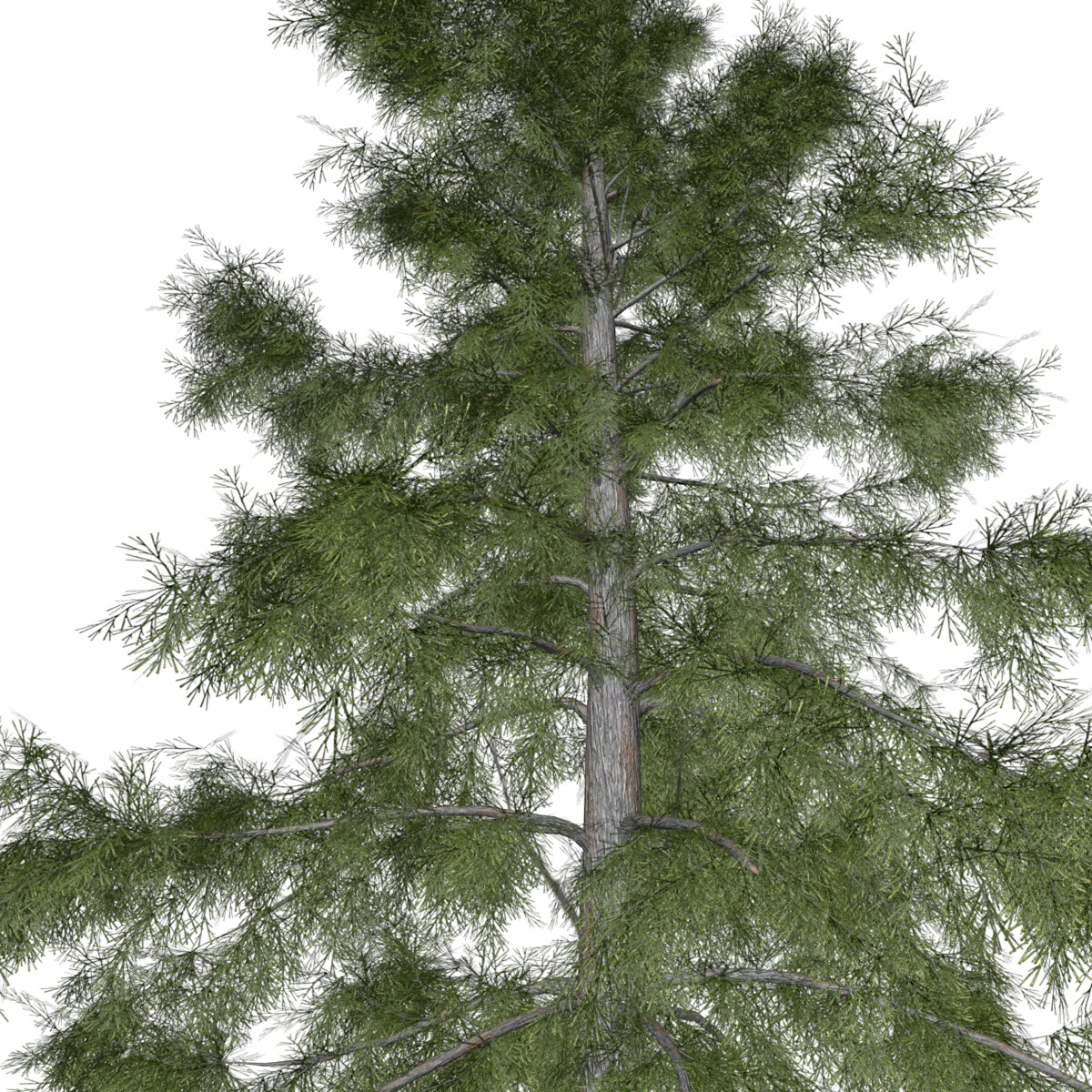 ArtStation - Alaska Cedar #04 (FBX) - High Poly Tree (3D Model) | Game ...