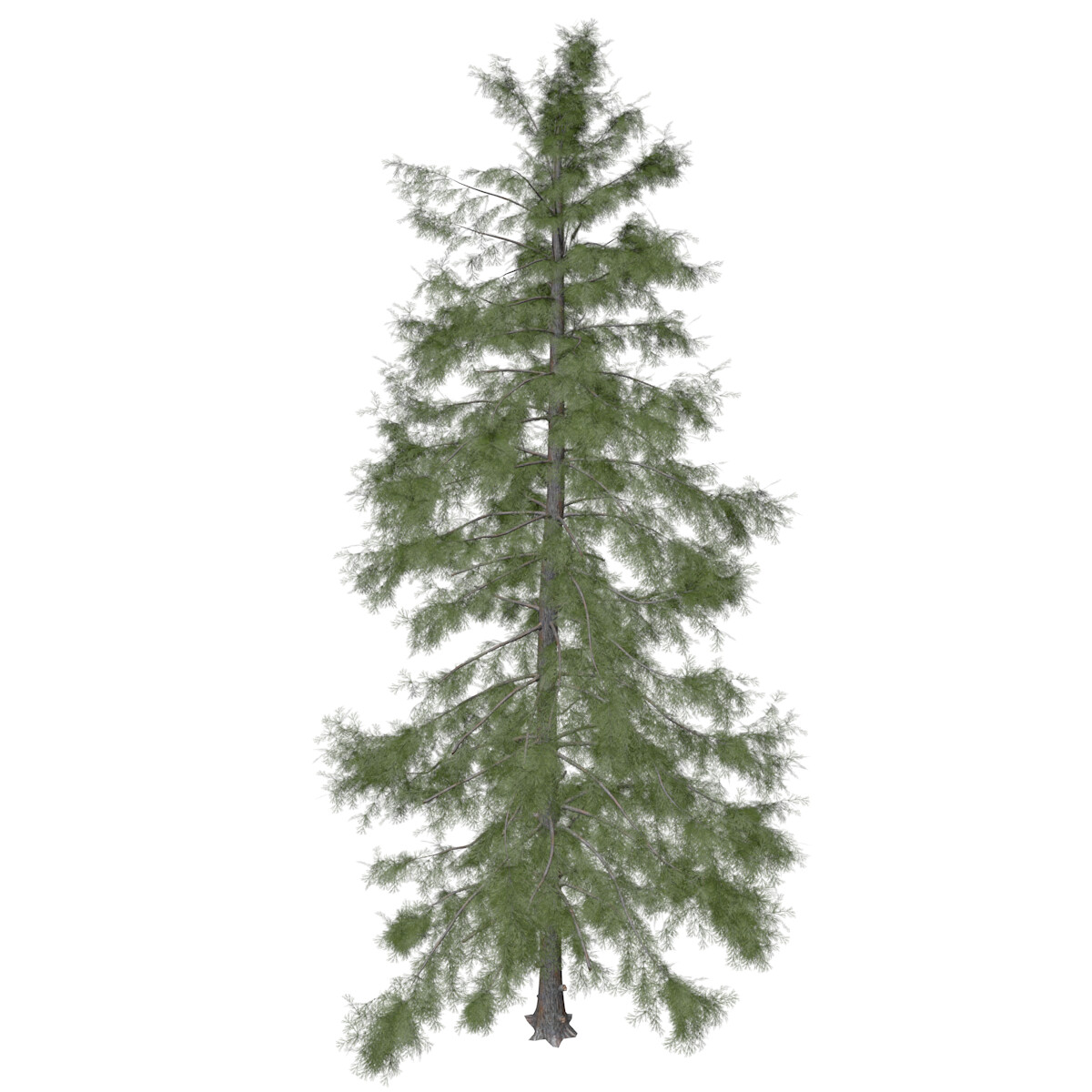 ArtStation - Alaska Cedar #06 (FBX) - High Poly Tree (3D Model) | Game ...