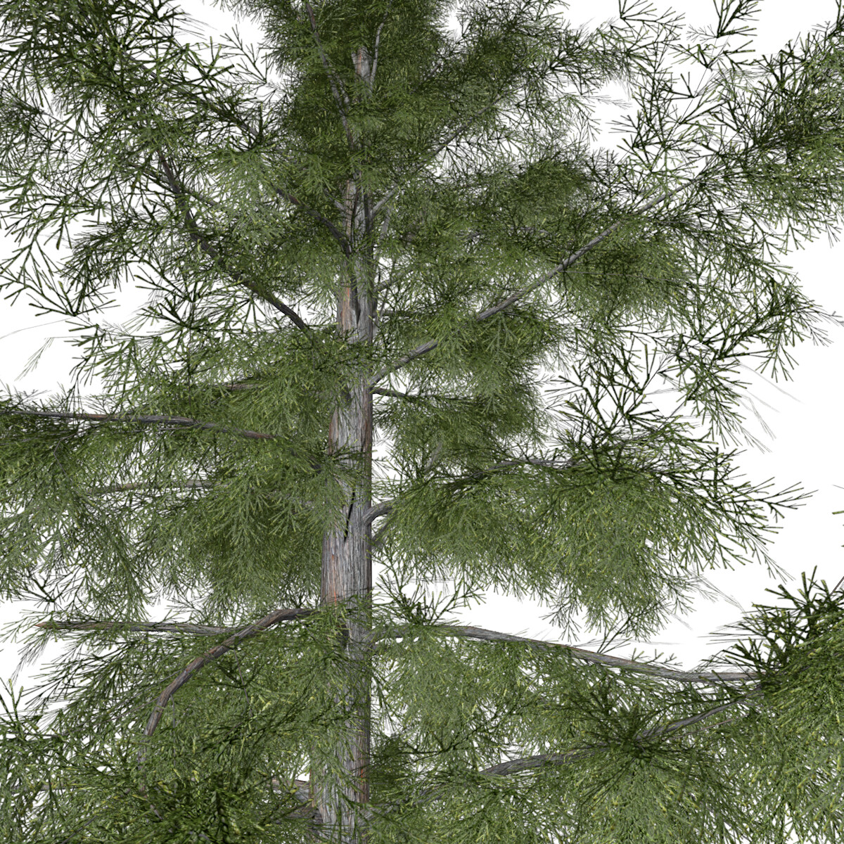 ArtStation - Alaska Cedar #06 (FBX) - High Poly Tree (3D Model) | Game ...