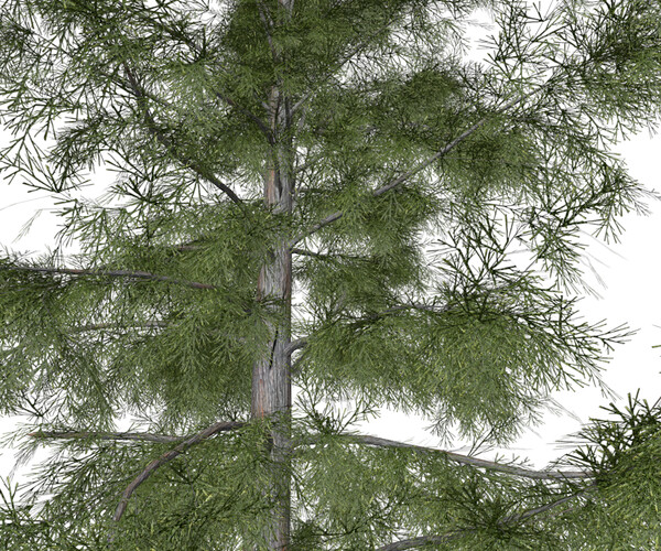 ArtStation - Alaska Cedar #06 (FBX) - High Poly Tree (3D Model) | Game ...
