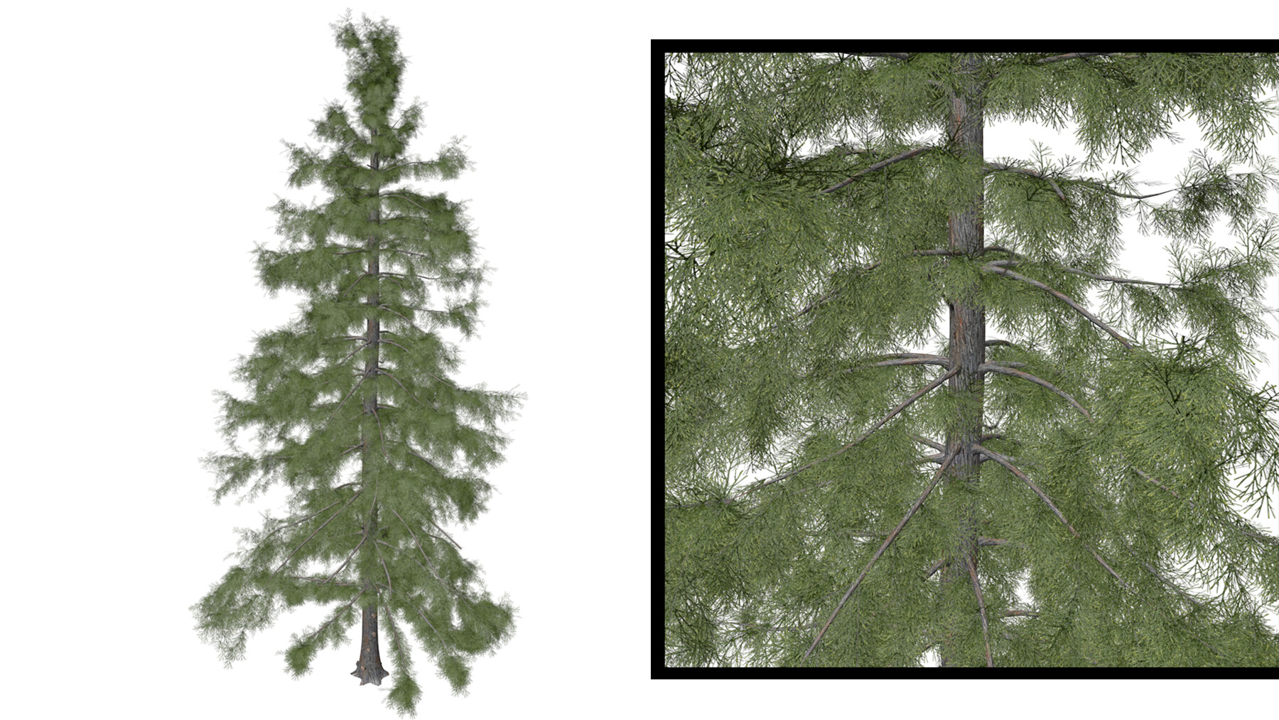 ArtStation - Alaska Cedar #07 (FBX) - High Poly Tree (3D Model) | Game ...