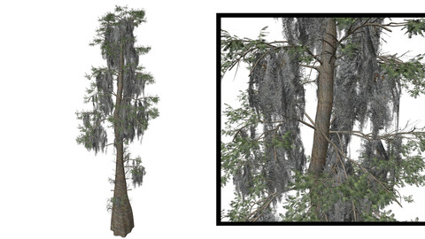 ArtStation - Bald Cypress #01 (FBX) - High Poly Tree (3D Model) | Game ...