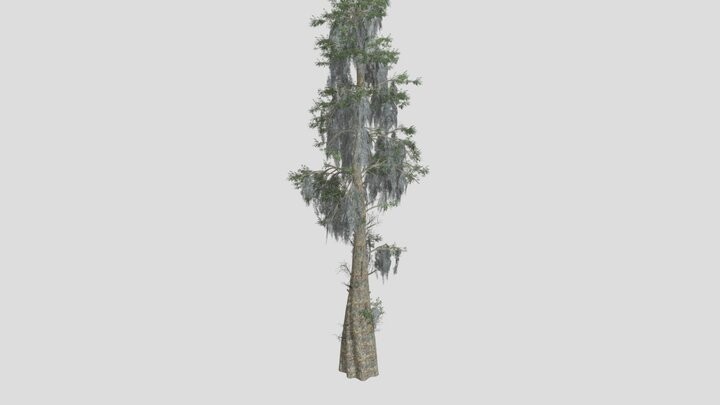 ArtStation - Bald Cypress #01 (FBX) - High Poly Tree (3D Model) | Game ...