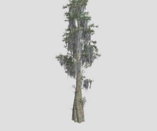 ArtStation - Bald Cypress #01 (FBX) - High Poly Tree (3D Model) | Game ...