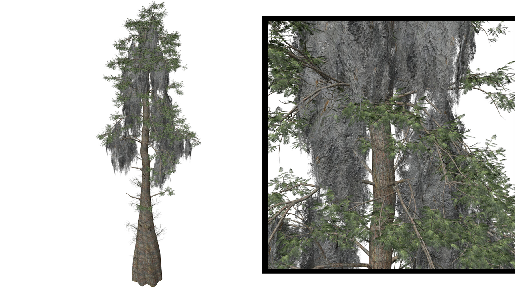 ArtStation - Bald Cypress #03 (FBX) - High Poly Tree (3D Model) | Game ...