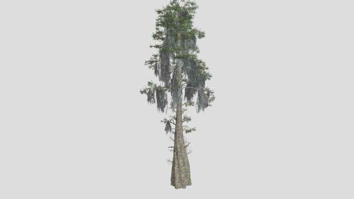 ArtStation - Bald Cypress #03 (FBX) - High Poly Tree (3D Model) | Game ...