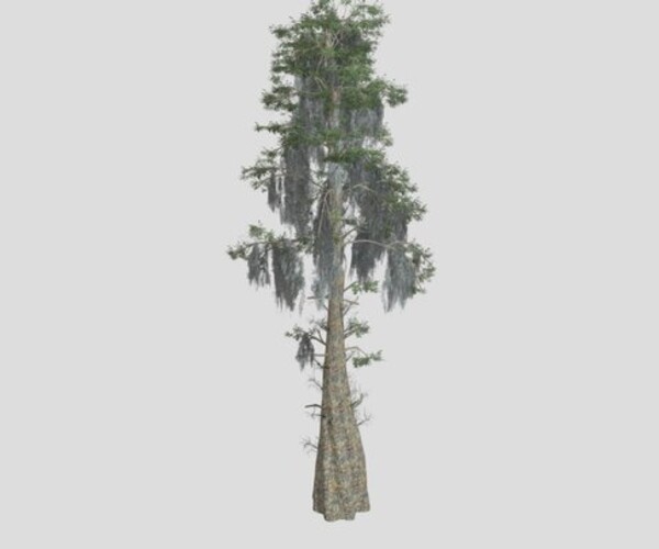 ArtStation - Bald Cypress #03 (FBX) - High Poly Tree (3D Model) | Game ...