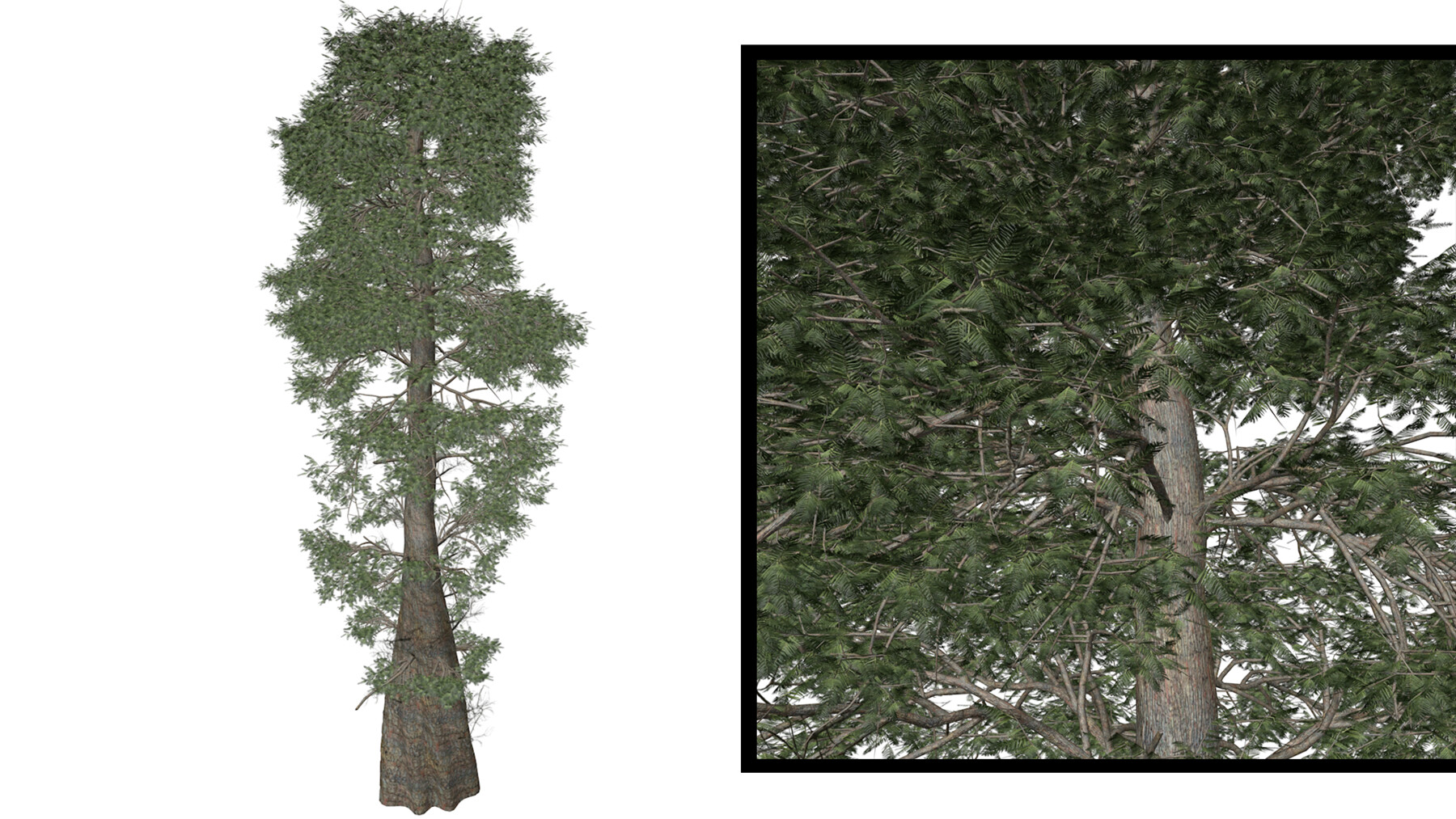 ArtStation - Bald Cypress #05 (FBX) - High Poly Tree (3D Model) | Game ...