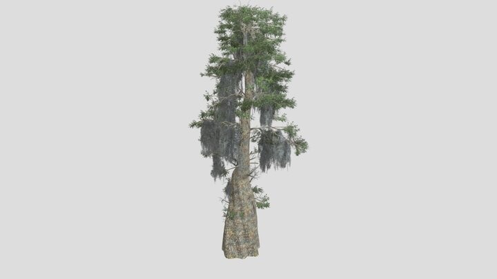 ArtStation - Bald Cypress #07 (FBX) - High Poly Tree (3D Model) | Game ...