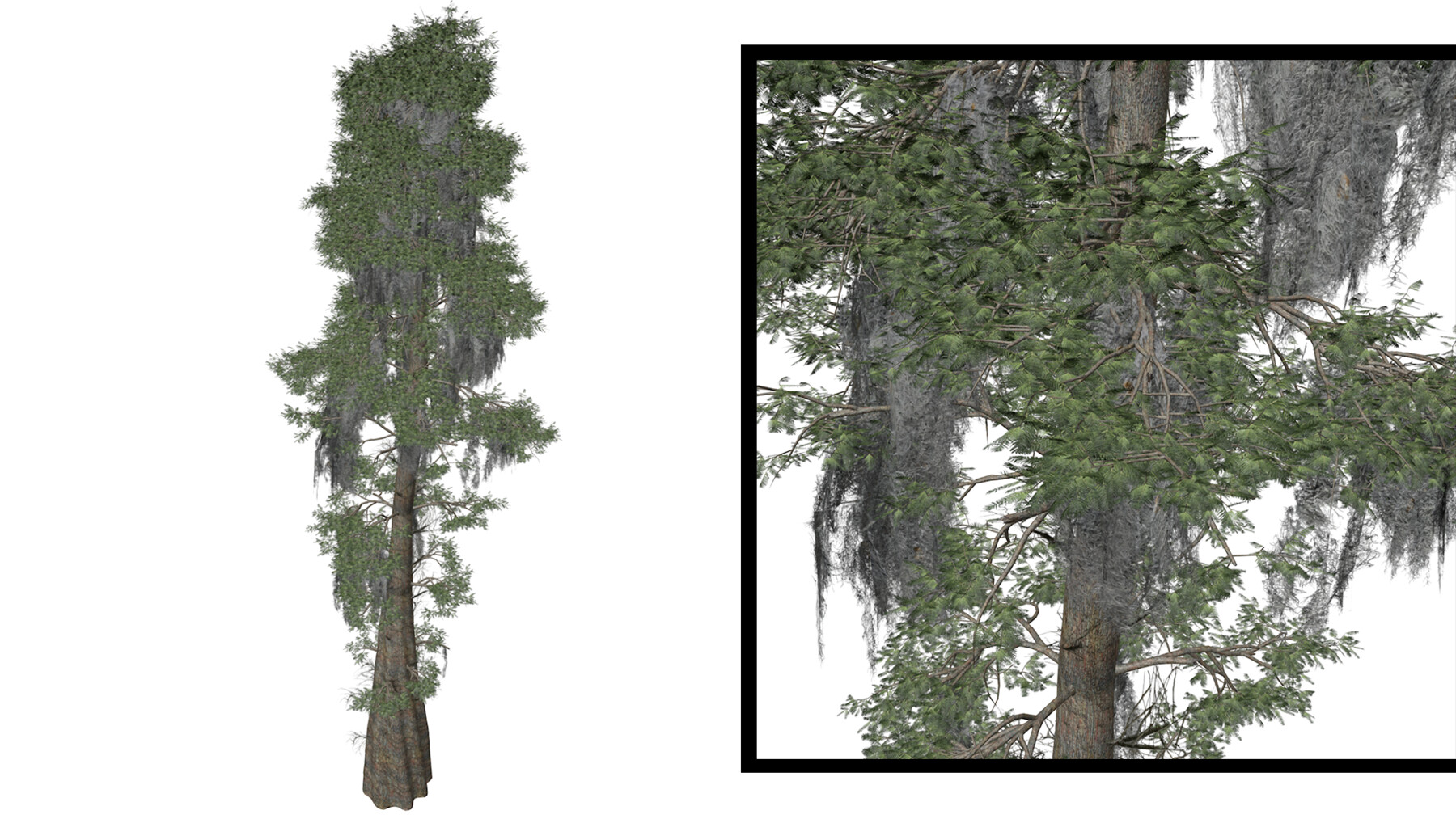 ArtStation - Bald Cypress #09 (FBX) - High Poly Tree (3D Model) | Game ...