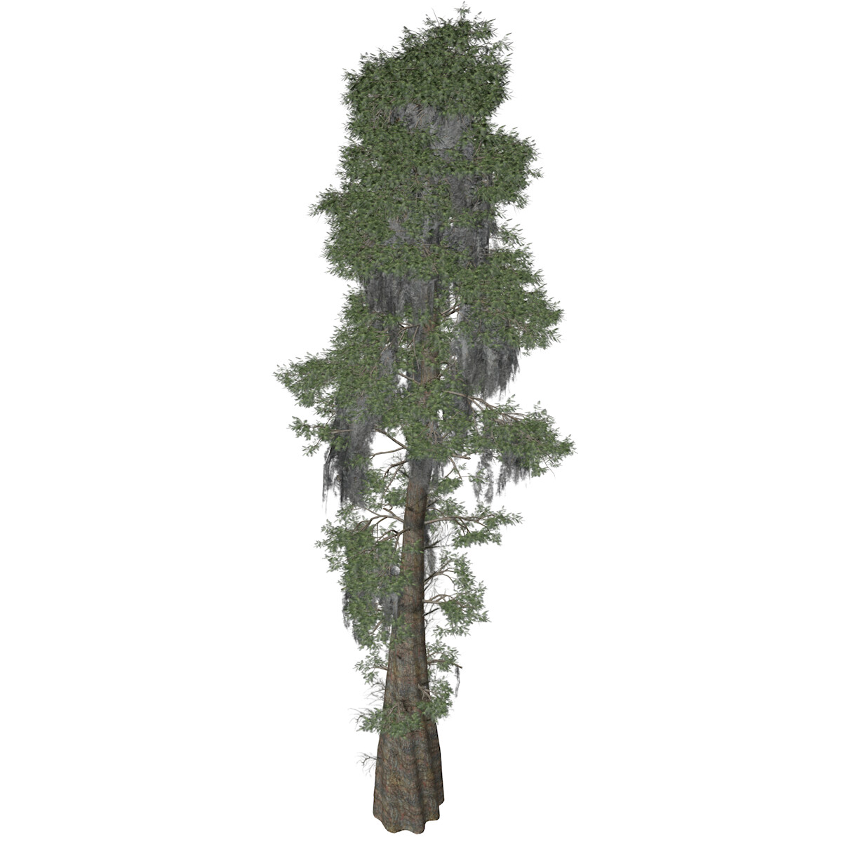 ArtStation - Bald Cypress #09 (FBX) - High Poly Tree (3D Model) | Game ...