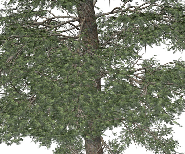 ArtStation - Bald Cypress #10 (FBX) - High Poly Tree (3D Model) | Game ...