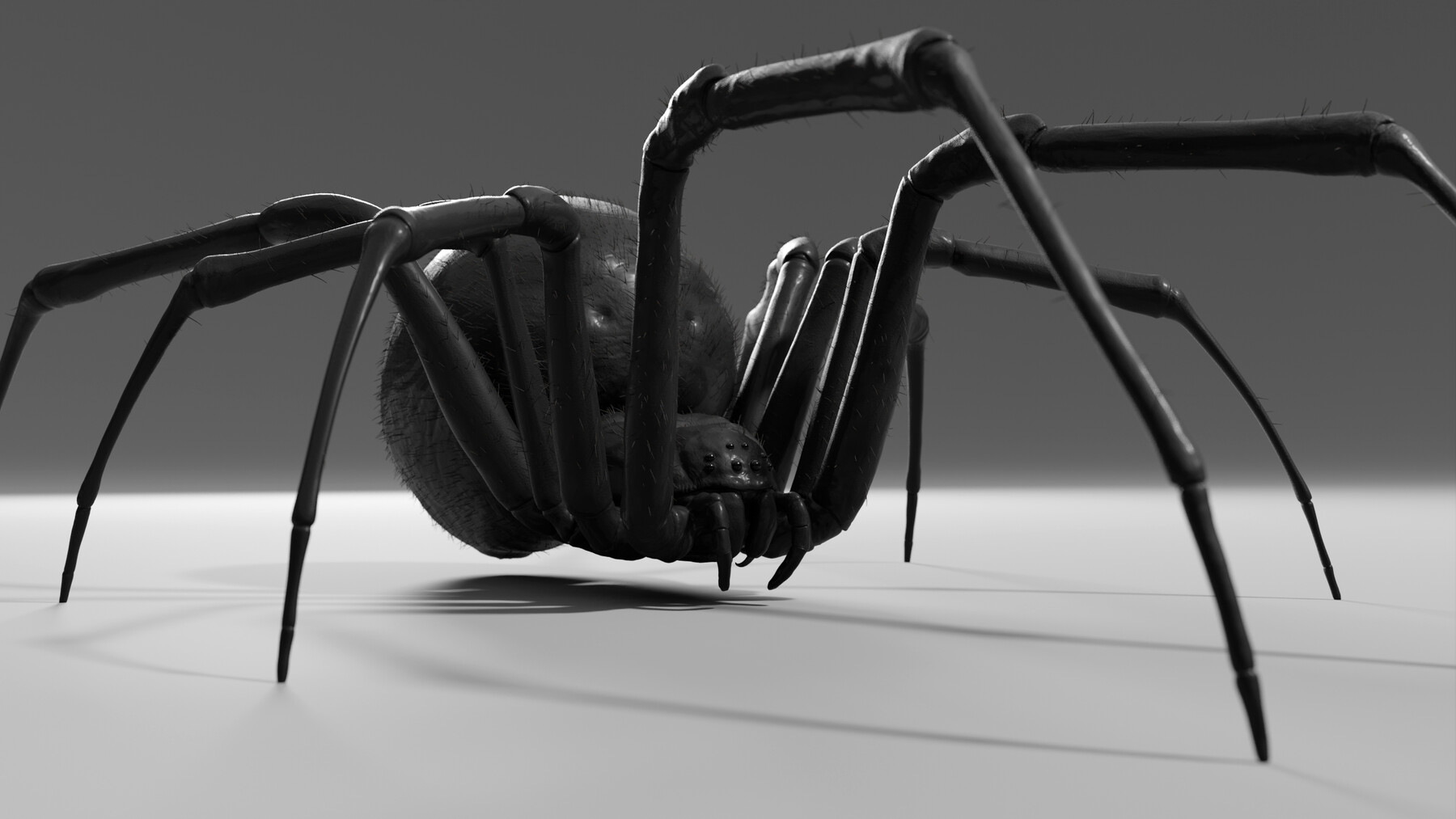 ArtStation - Black widow spider basemesh | Game Assets