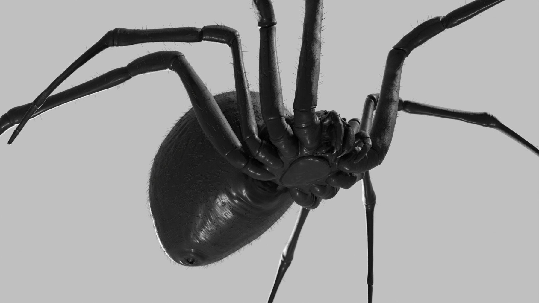 ArtStation - Black widow spider basemesh | Game Assets